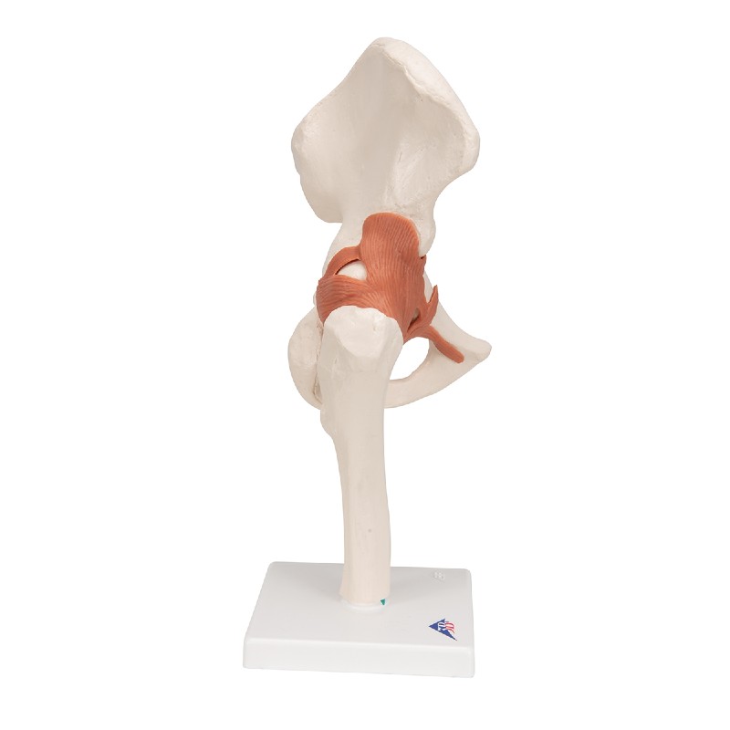 3B Scientific Functional Hip Joint Model | Health and Care